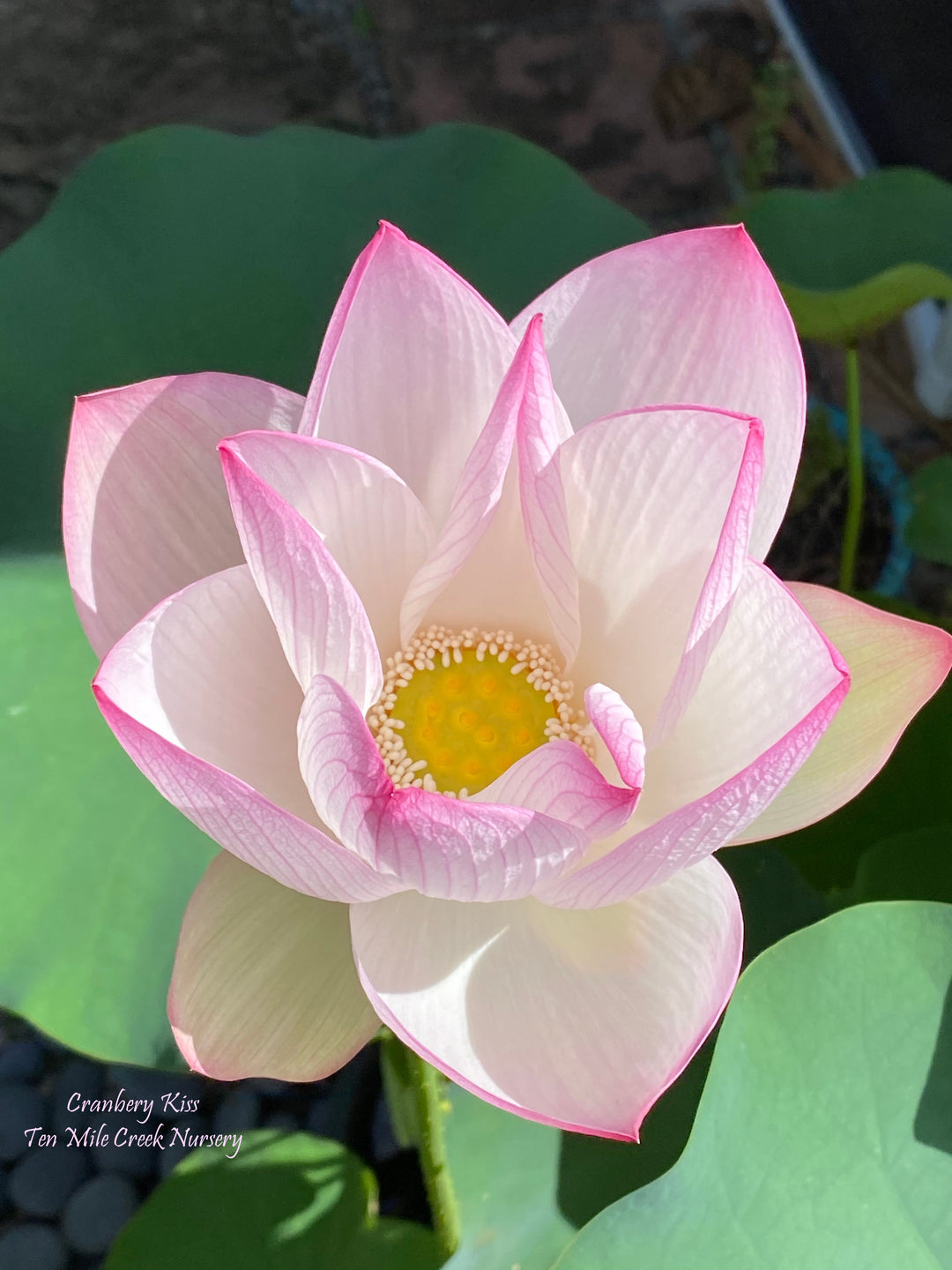 Cranberry Kiss | Beautiful Lotus Flower Collections – Ten Mile Creek ...