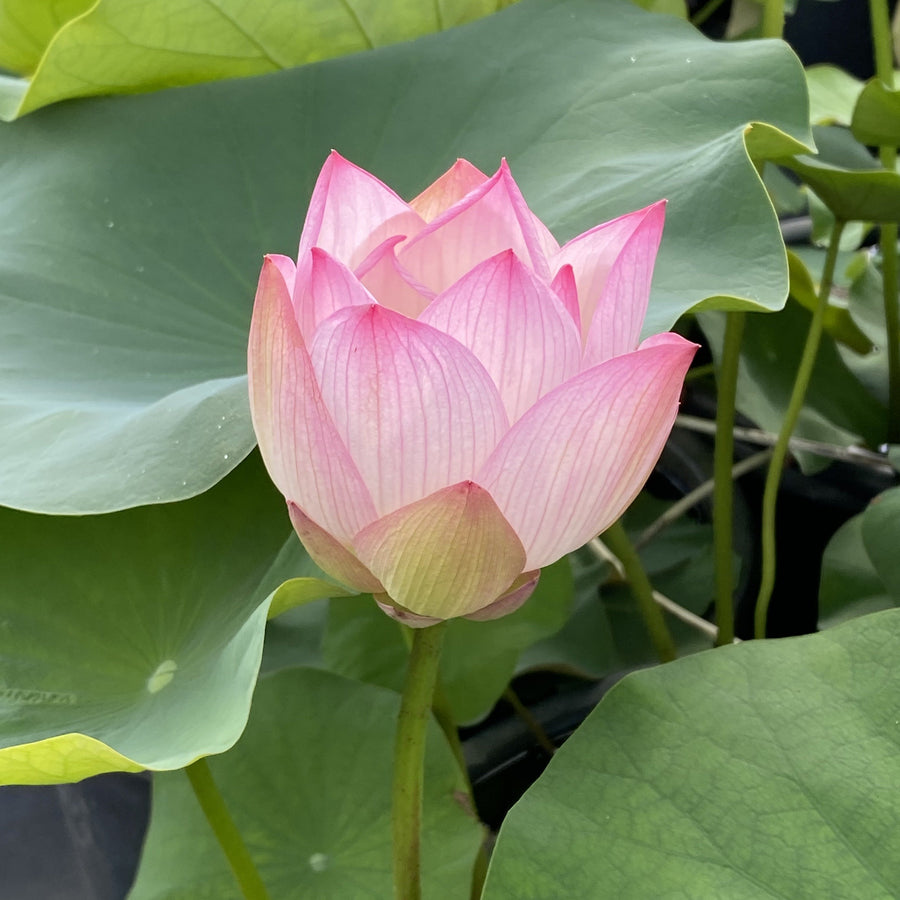 Cranberry Kiss | Beautiful Lotus Flower Collections – Ten Mile Creek ...