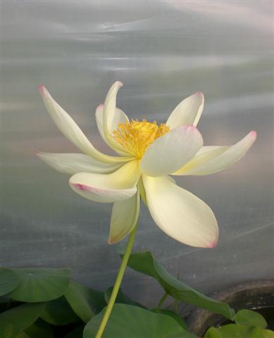 Dancing Phoenix | Beautiful Lotus Flower Collections – Ten Mile Creek ...