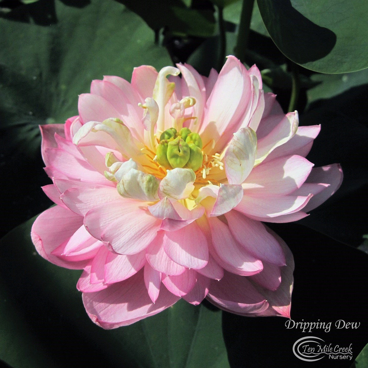 Dripping Dew | Beautiful Lotus Flower Collections – Ten Mile Creek Nursery