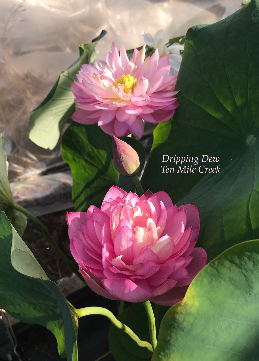 Dripping Dew | Beautiful Lotus Flower Collections – Ten Mile Creek Nursery