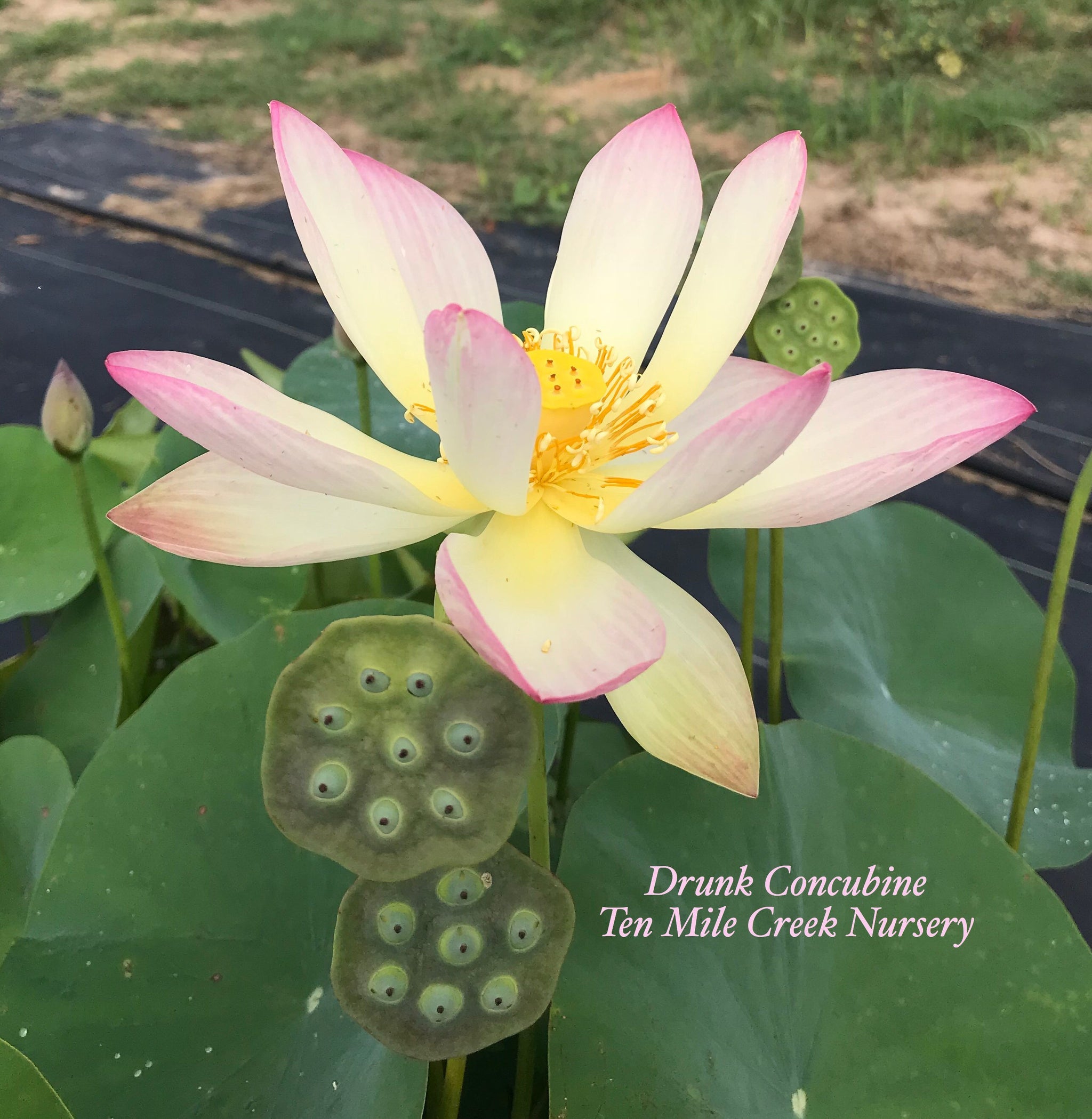 Drunken Concubine | Beautiful Lotus Flower Collections – Ten Mile Creek ...