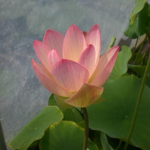 Drunken Concubine | Beautiful Lotus Flower Collections – Ten Mile Creek ...