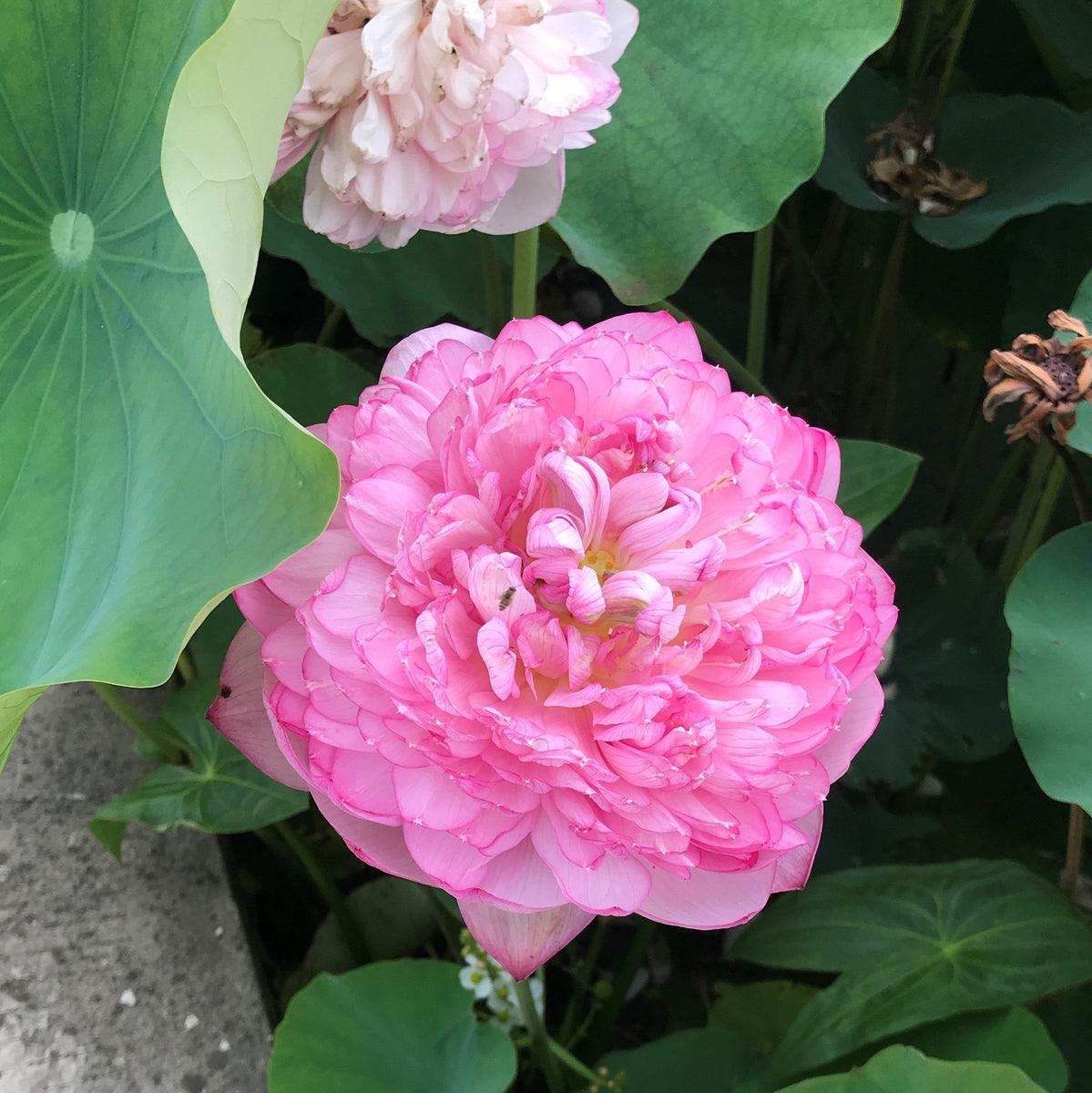 Duplicate Pink | Beautiful Lotus Flower Collections – Ten Mile Creek ...