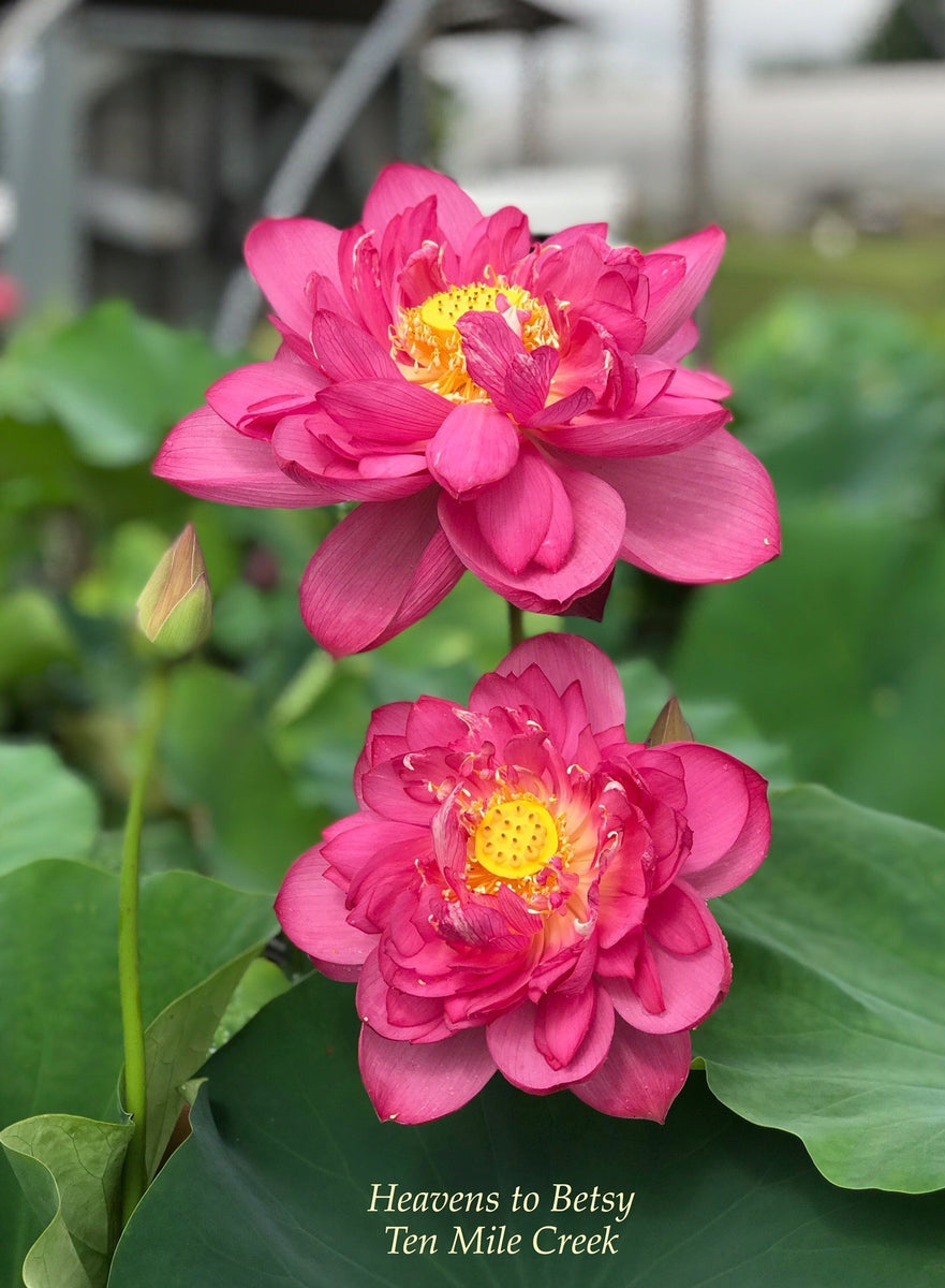Heavens To Betsy | Beautiful Lotus Flower Collections – Ten Mile Creek ...