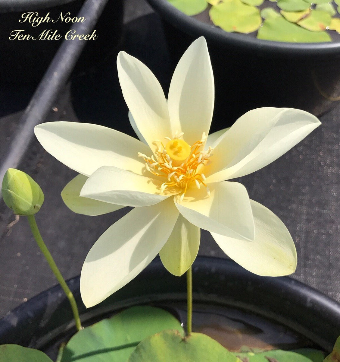 High Noon | Beautiful Lotus Flower Collections – Ten Mile Creek Nursery