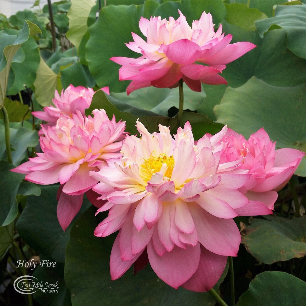 Holy Fire | Beautiful Lotus Flower Collections – Ten Mile Creek Nursery