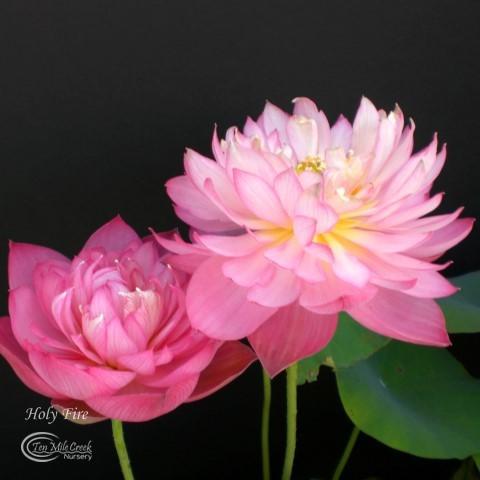 Holy Fire | Beautiful Lotus Flower Collections – Ten Mile Creek Nursery