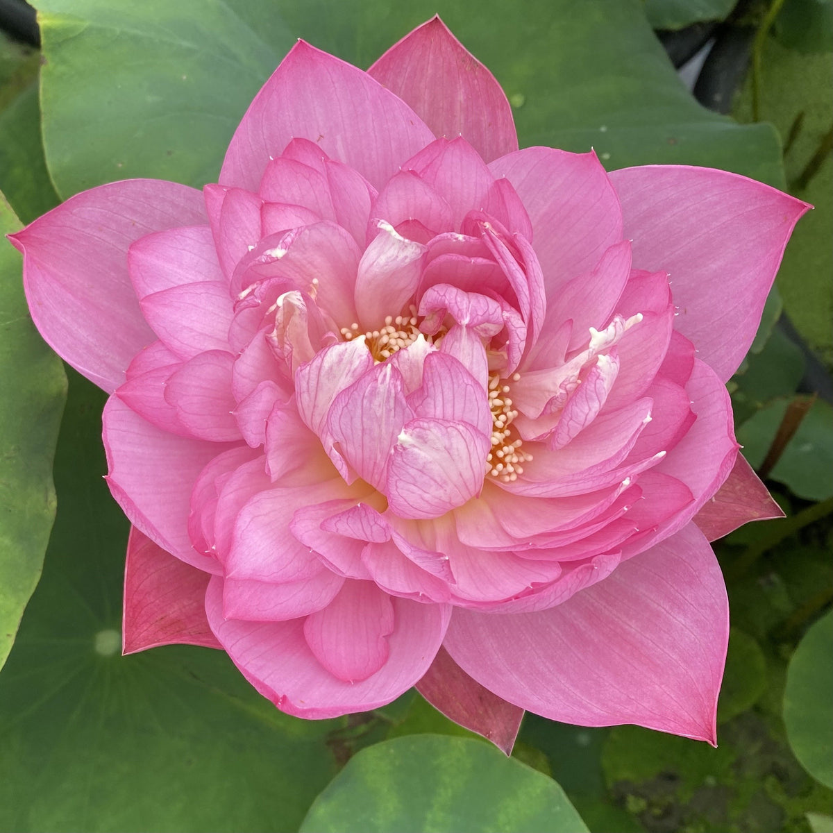 Holy Fire | Beautiful Lotus Flower Collections – Ten Mile Creek Nursery