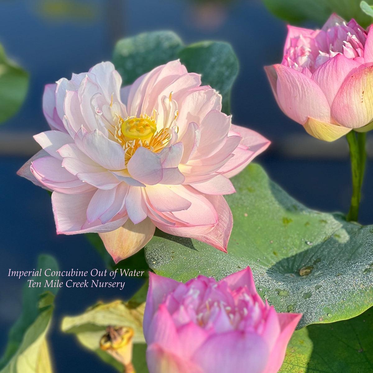Imperial Concubine Out Of Bath | Beautiful Lotus Flower Collections ...