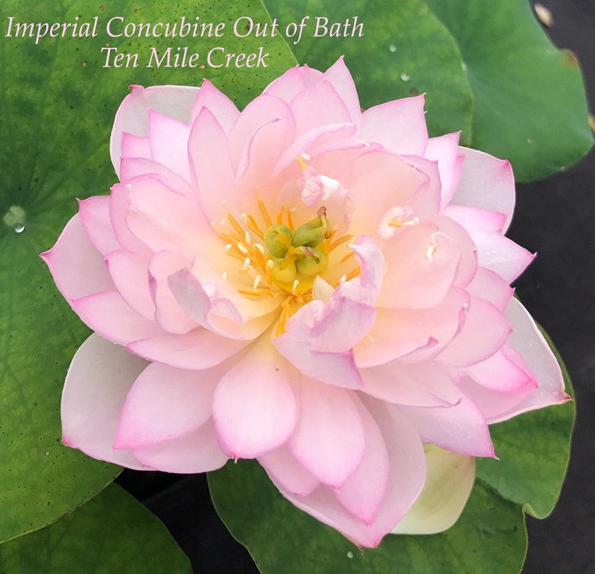 Imperial Concubine Out Of Bath | Beautiful Lotus Flower Collections ...