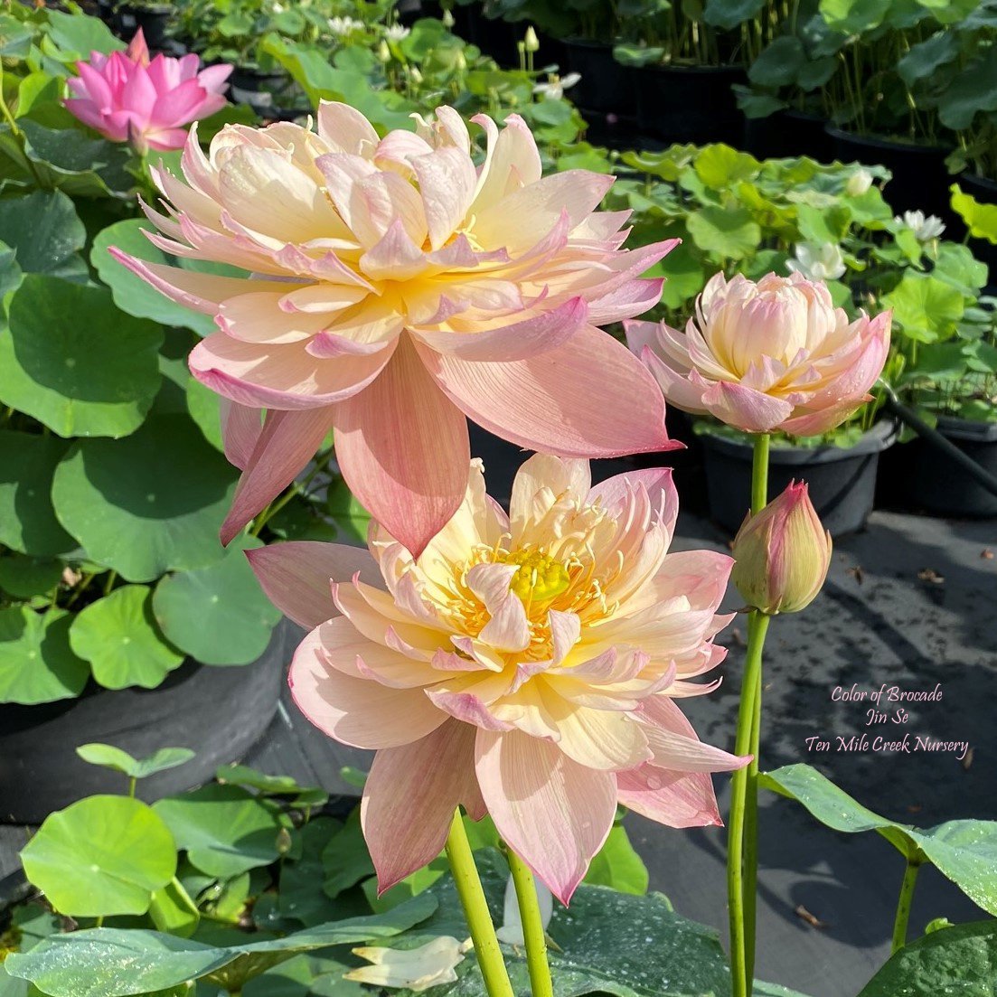 Color of Brocade | Beautiful Lotus Flower Collections – Ten Mile Creek ...
