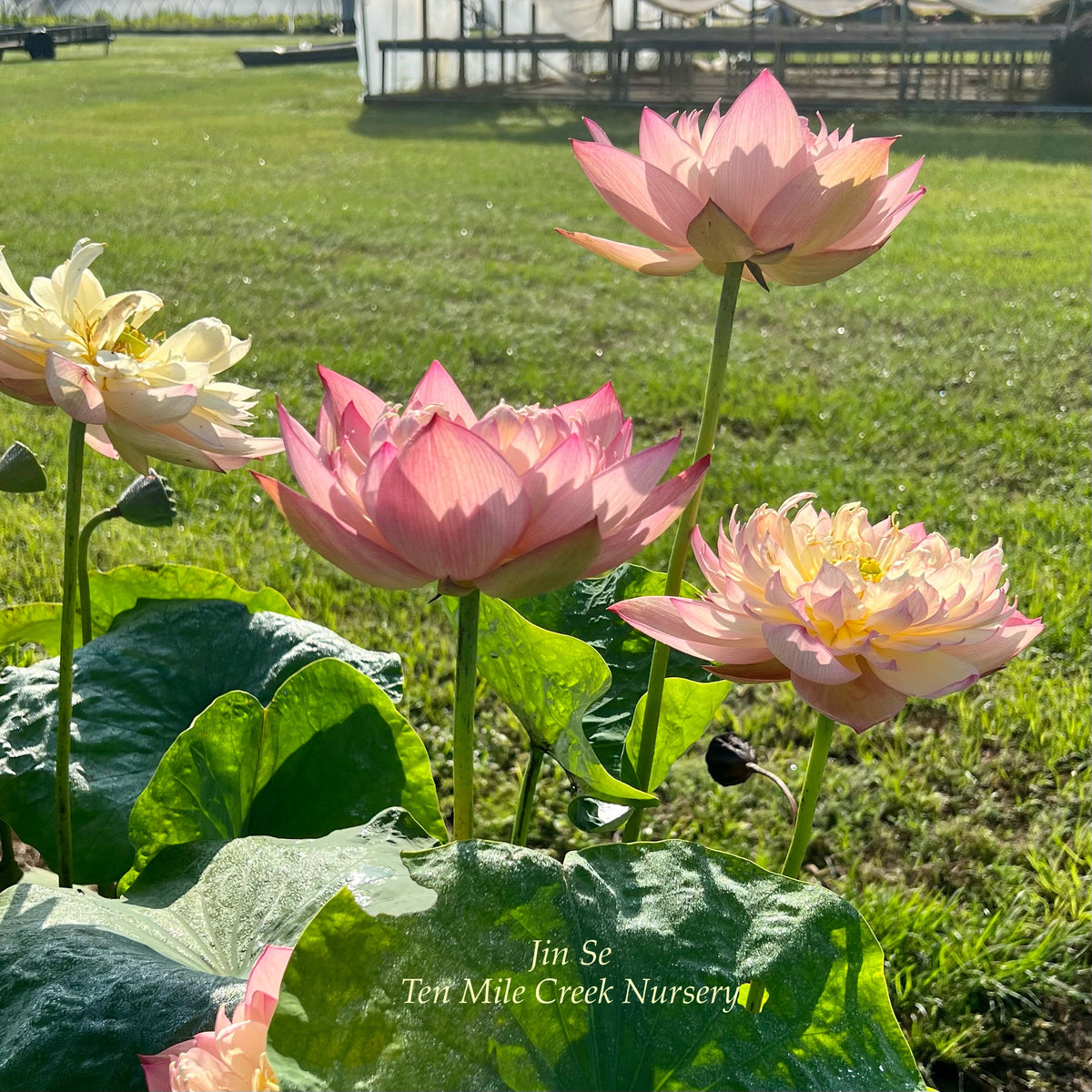 Color of Brocade | Beautiful Lotus Flower Collections – Ten Mile Creek ...