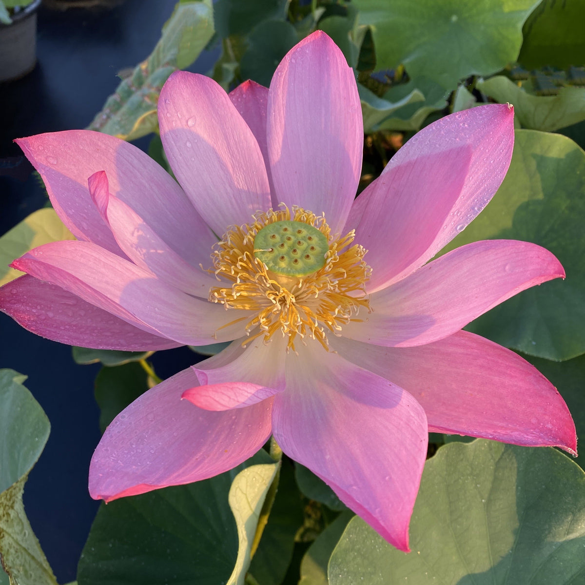 Lavender Lady | Beautiful Lotus Flower Collections – Ten Mile Creek Nursery