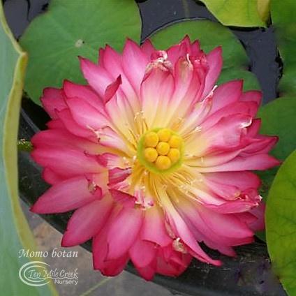 Momo botan minima – Ten Mile Creek Nursery