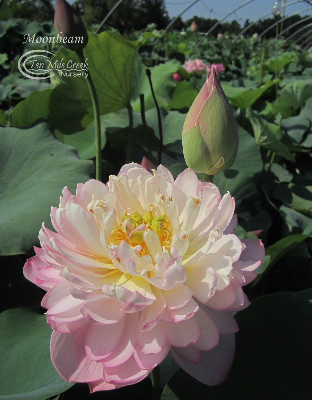 Moonbeam | Beautiful Lotus Flower Collections – Ten Mile Creek Nursery