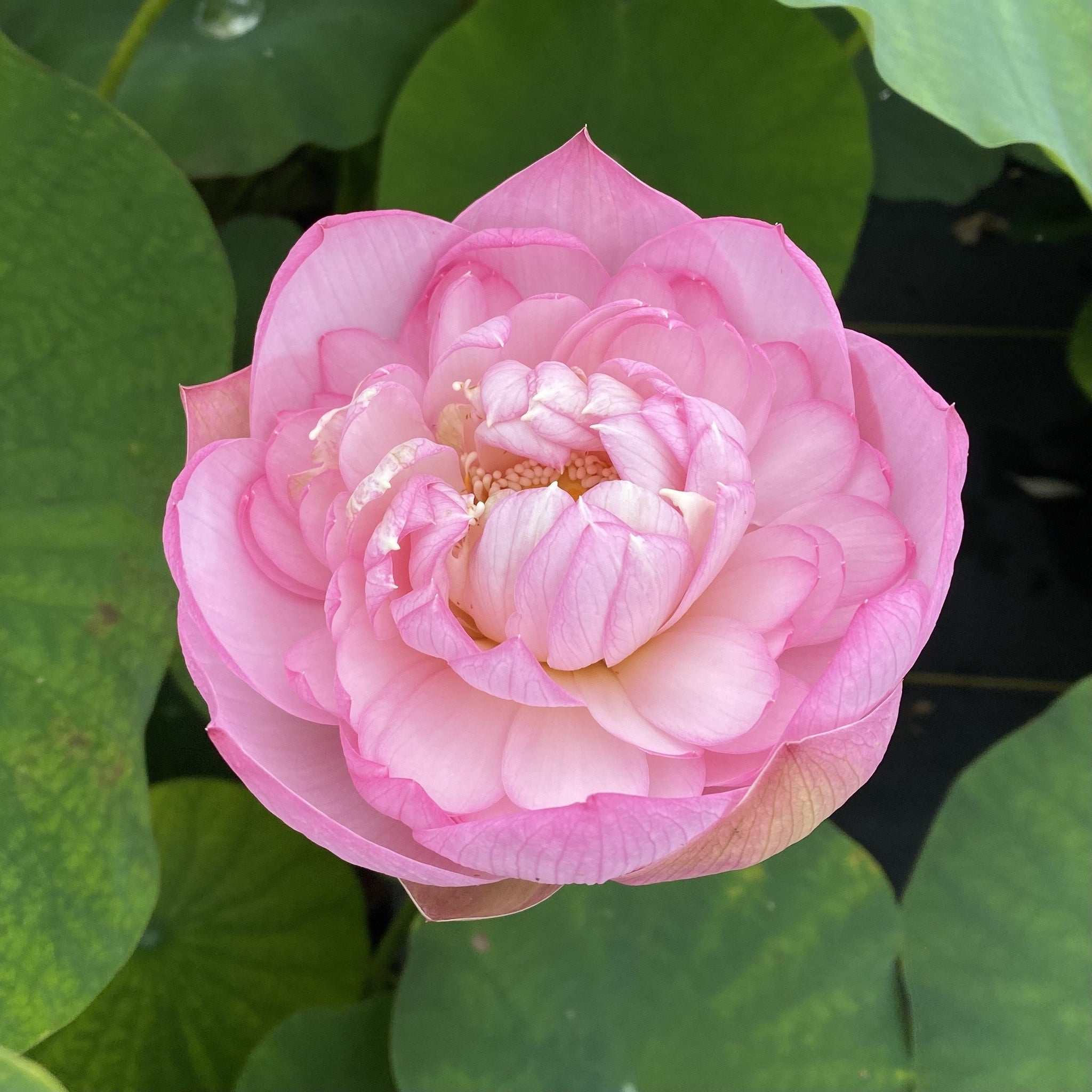 Moonbeam | Beautiful Lotus Flower Collections – Ten Mile Creek Nursery