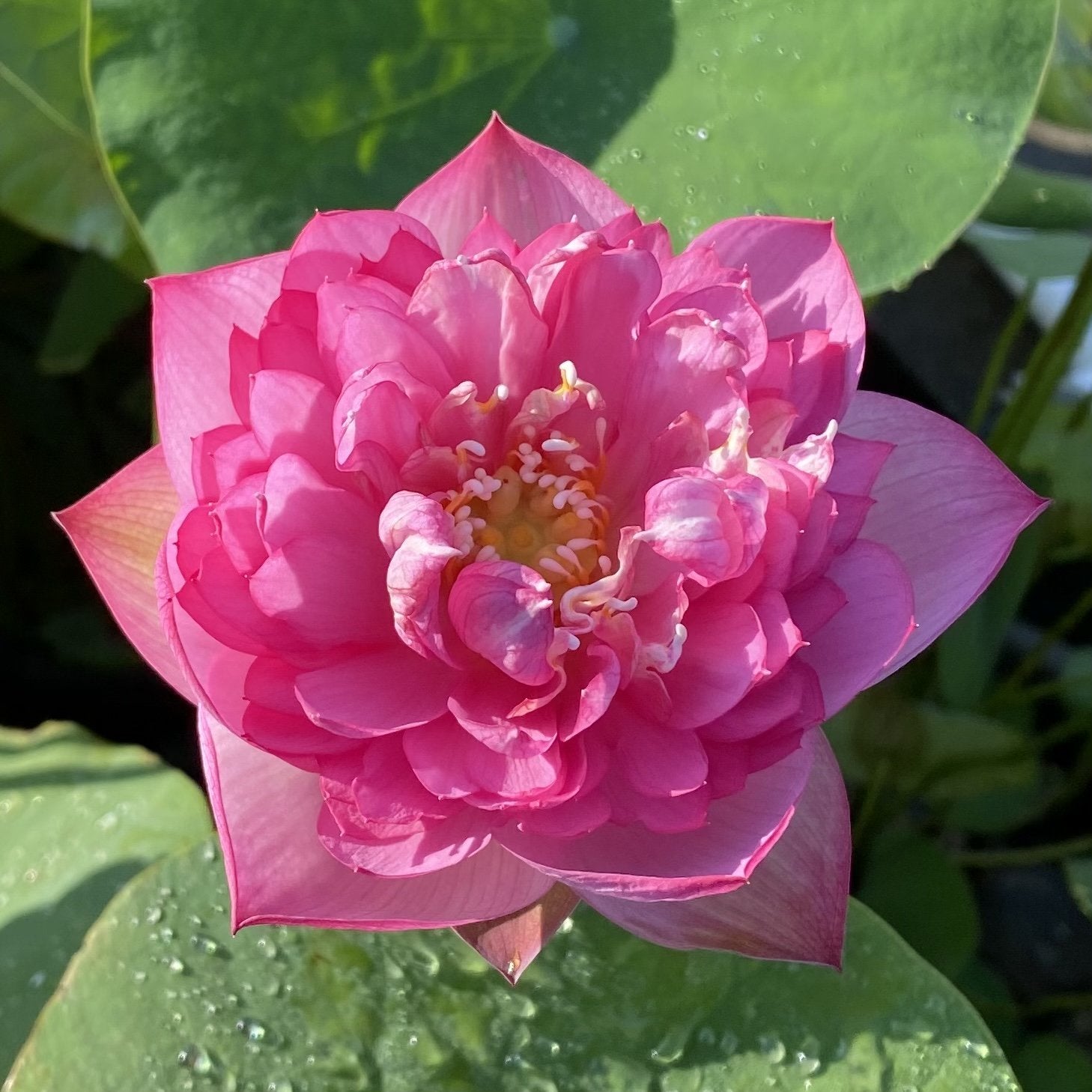 Moonbeam | Beautiful Lotus Flower Collections – Ten Mile Creek Nursery