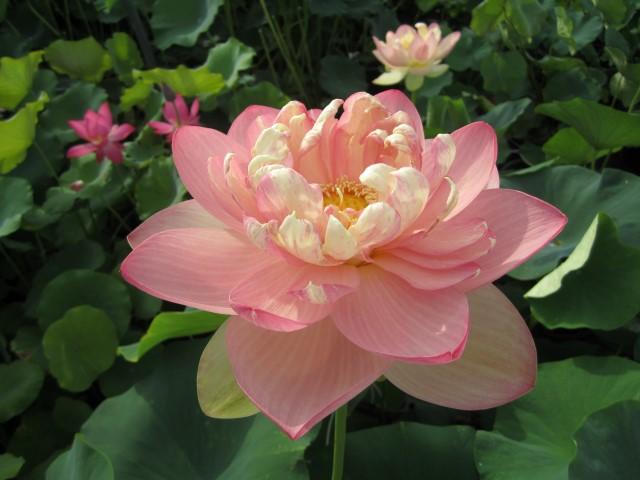 Mrs. Perry D. Slocum | Beautiful Lotus Flower Collections – Ten Mile ...