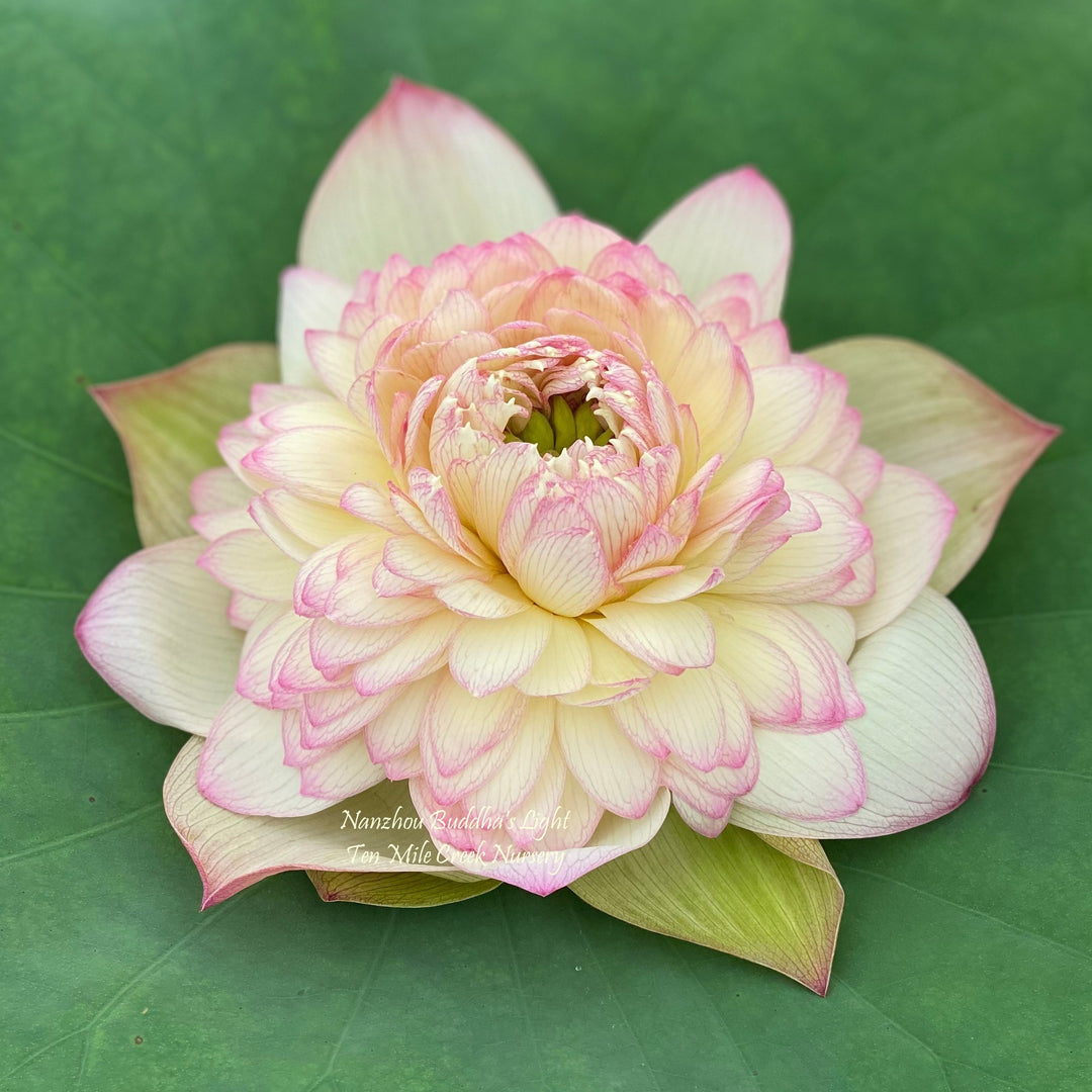 Nanzhou Buddha’s Light - Prolific bloomer! – Ten Mile Creek Nursery