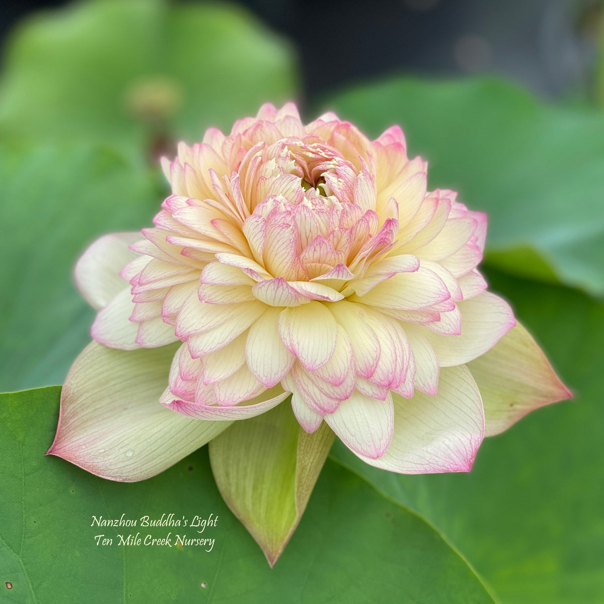 Nanzhou Buddha’s Light - Prolific bloomer! – Ten Mile Creek Nursery
