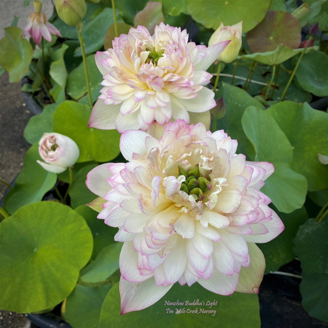 Nanzhou Buddha’s Light - Prolific bloomer! – Ten Mile Creek Nursery
