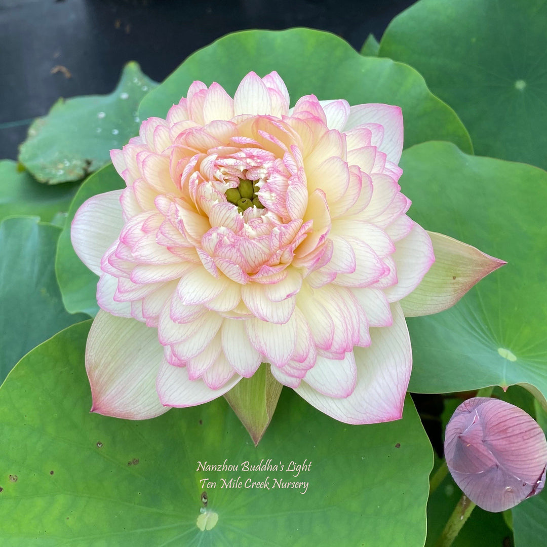 Nanzhou Buddha’s Light - Prolific bloomer! – Ten Mile Creek Nursery