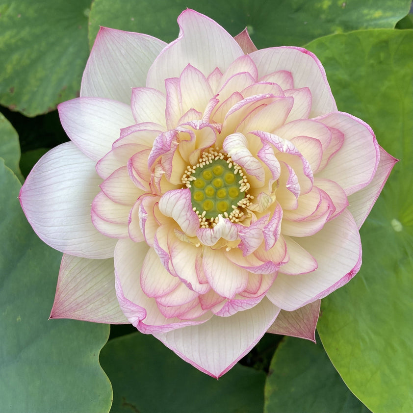 New Cloud Brocade | Beautiful Lotus Flower Collections – Ten Mile Creek ...