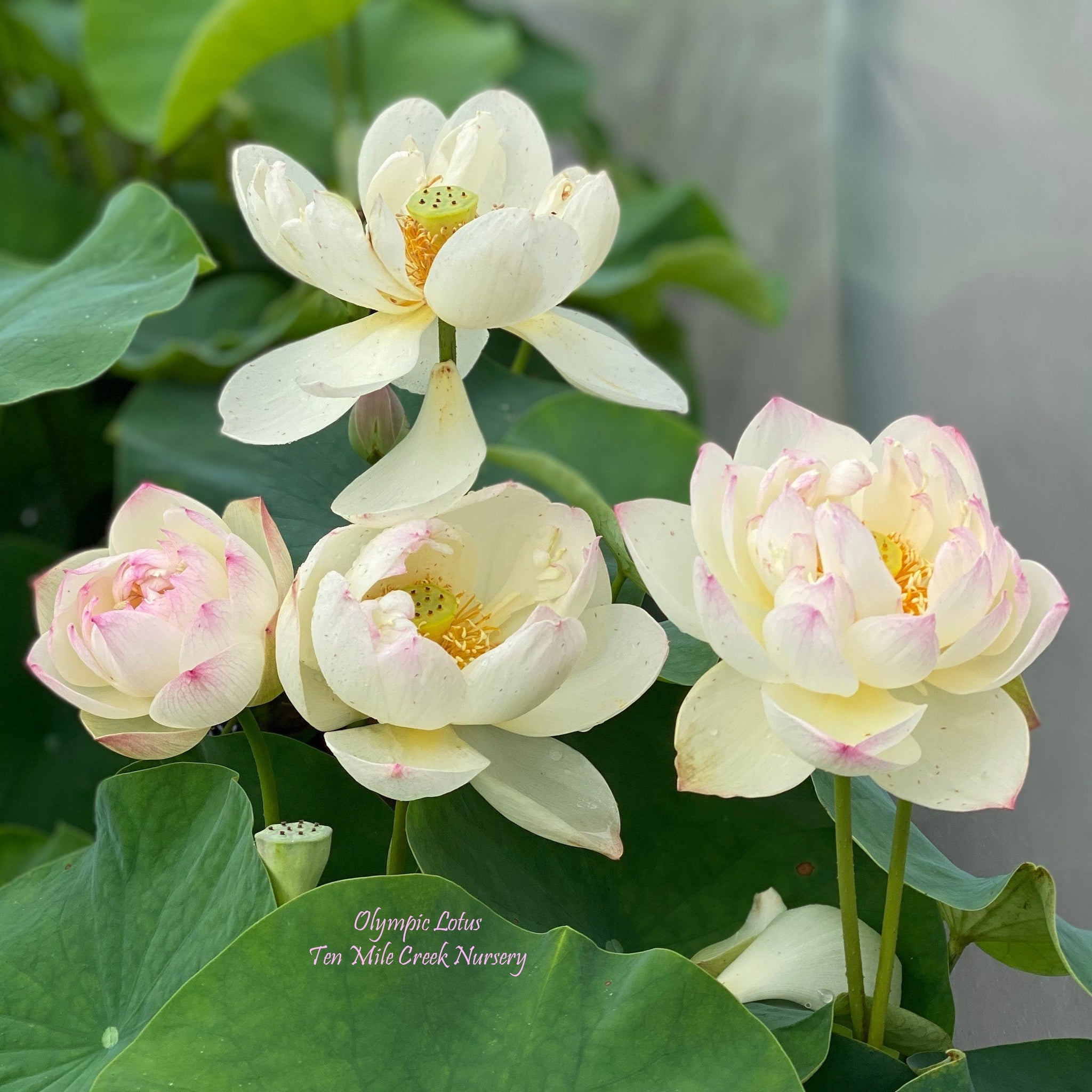 Lotus Tenuis World