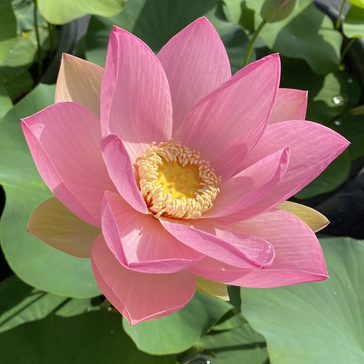 Patricia Garrett | Beautiful Lotus Flower Collections – Ten Mile Creek ...