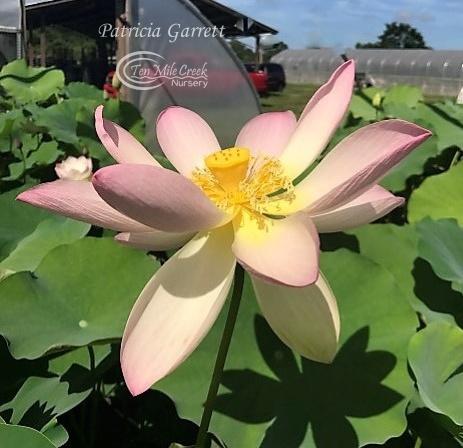 Patricia Garrett | Beautiful Lotus Flower Collections – Ten Mile Creek ...