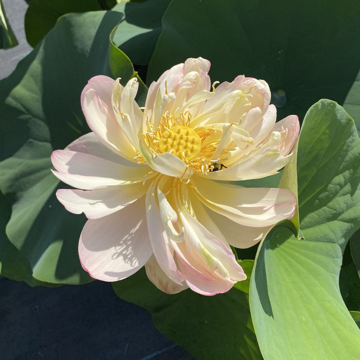 Perrys Super Star | Beautiful Lotus Flower Collections – Ten Mile Creek ...