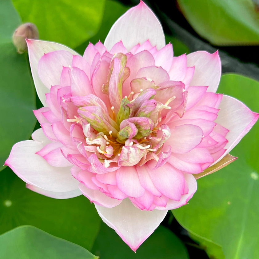 Piano Boy Mini Lotus – Ten Mile Creek Nursery