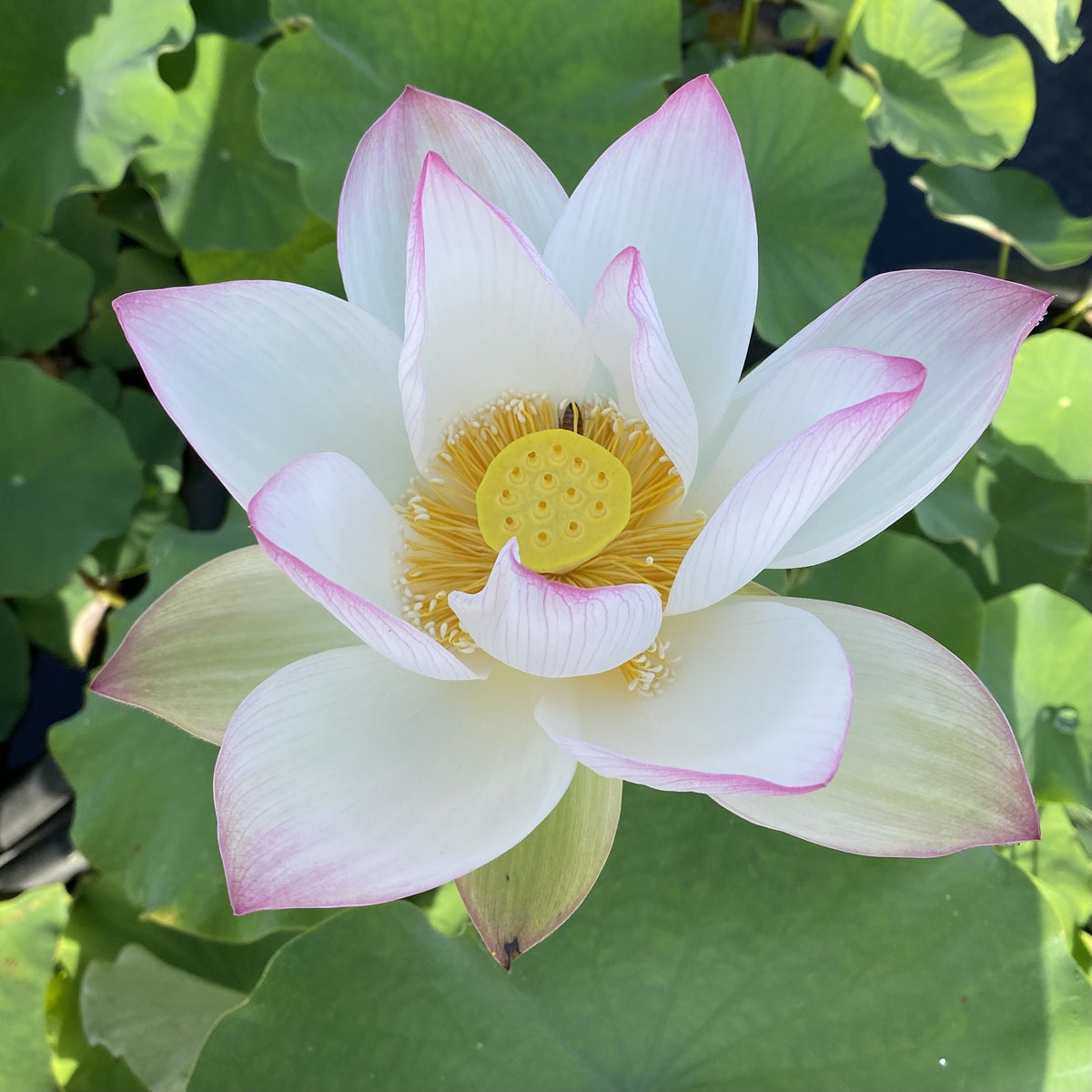 Pink Lips | Beautiful Lotus Flower Collections – Ten Mile Creek Nursery