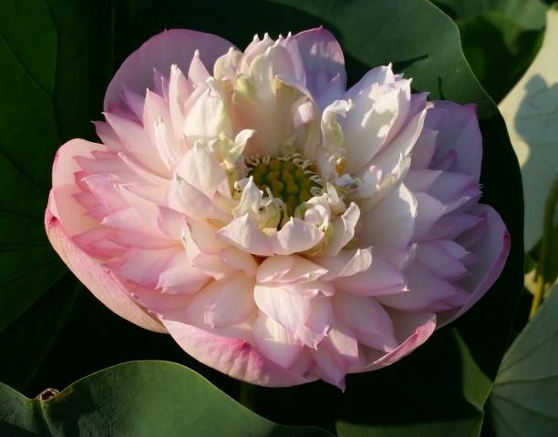 Pretty Girls & Boys | Beautiful Lotus Flower Collections – Ten Mile ...
