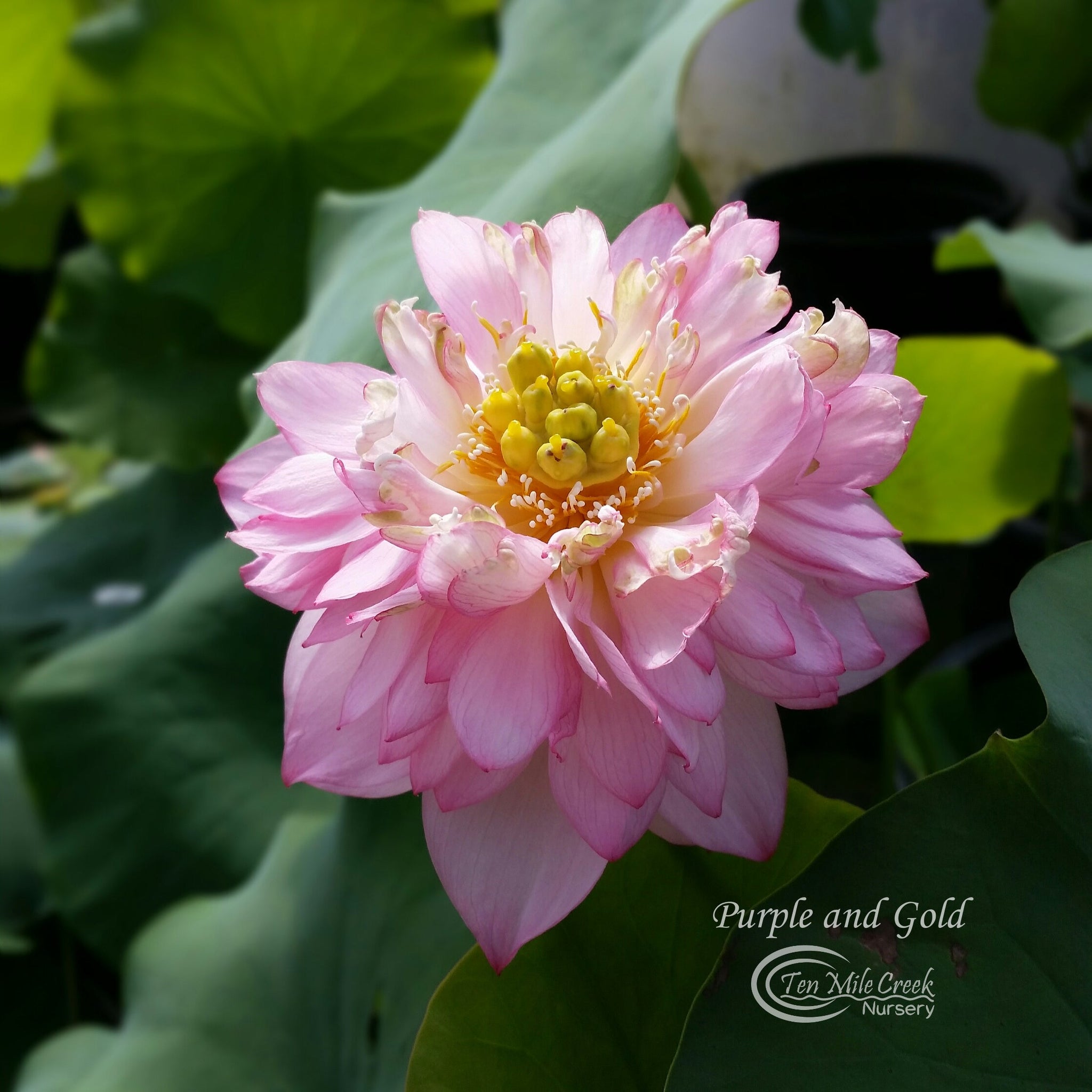 Lotus Flower Purple
