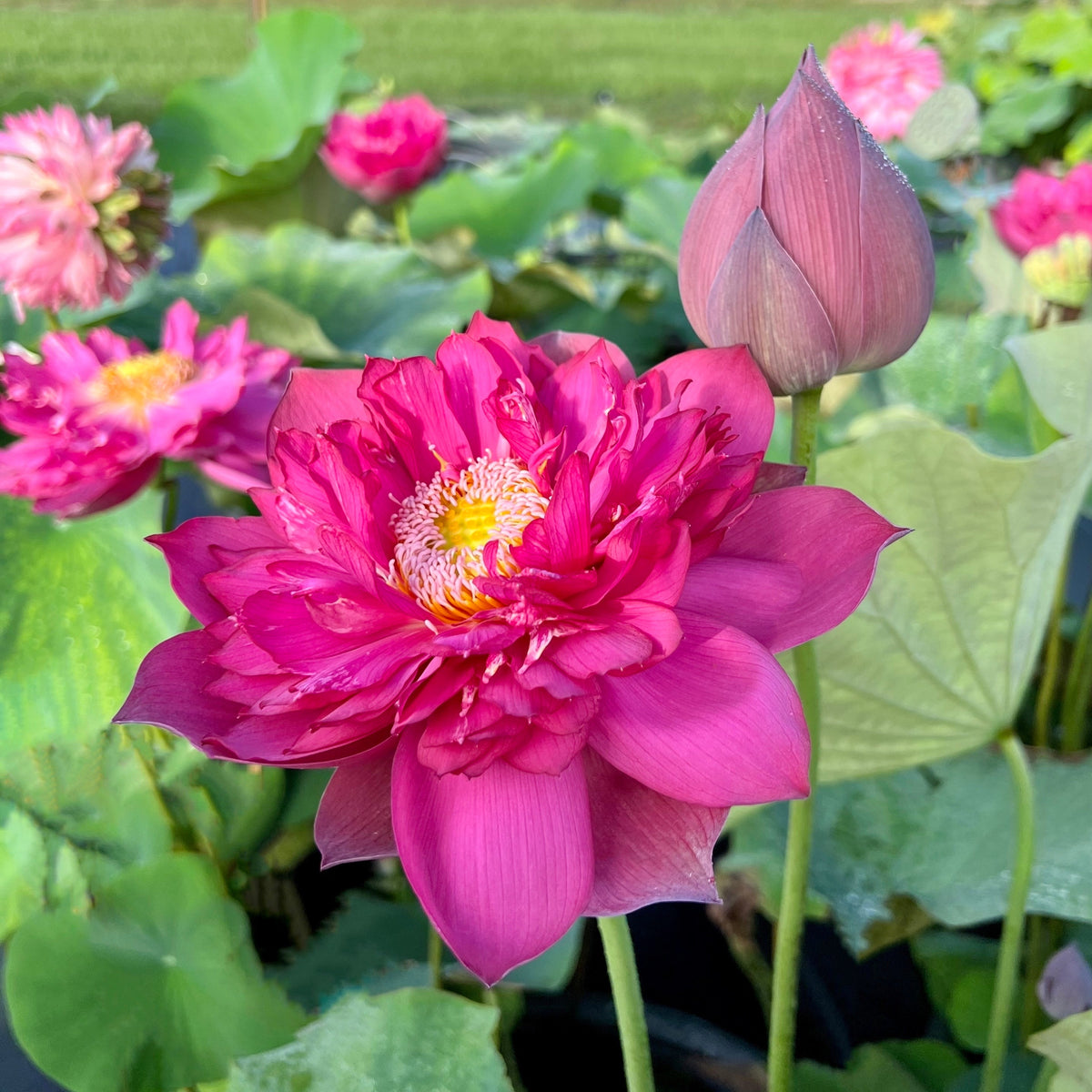 Red Phillips - Boom! RED! – Ten Mile Creek Nursery