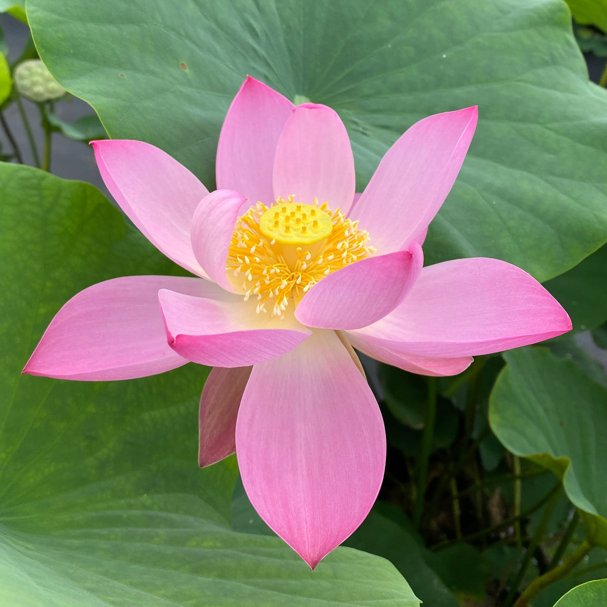 Ruby Slipper | Beautiful Lotus Flower Collections – Ten Mile Creek Nursery