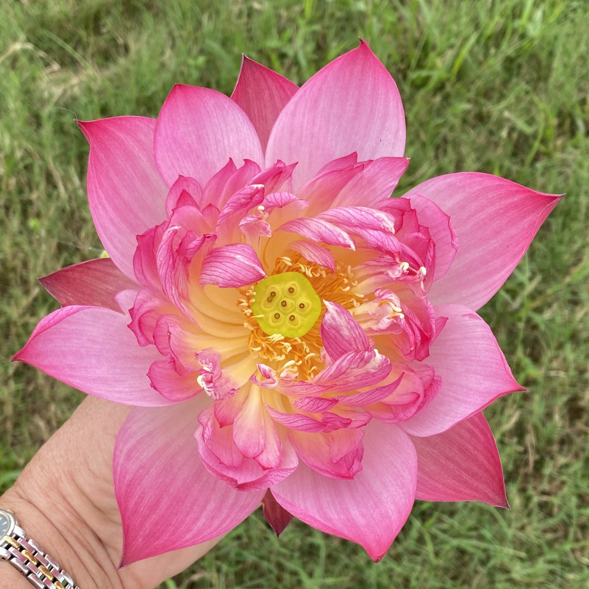 Semi-double Flecked Peach | Beautiful Lotus Flower Collections – Ten ...
