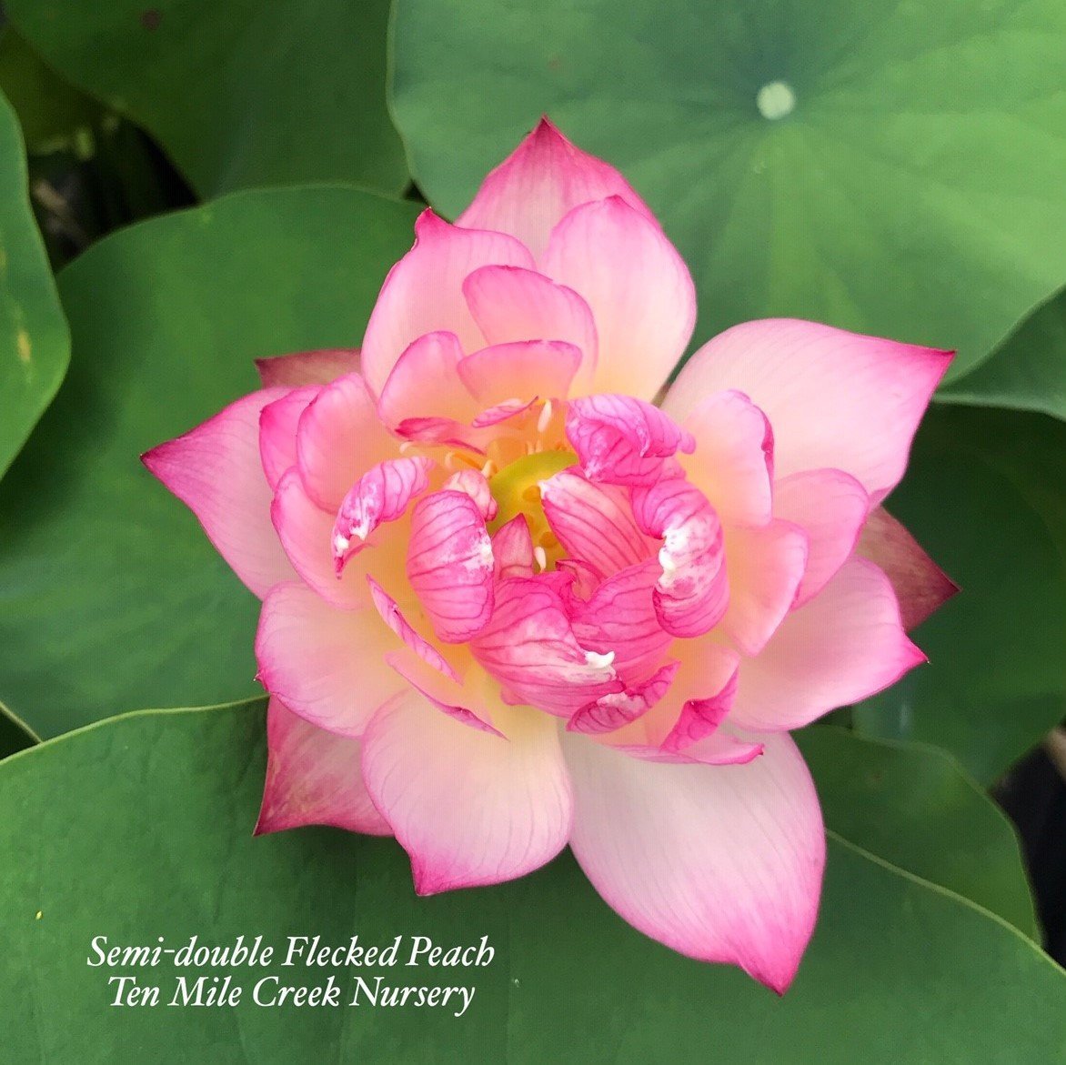 Semi-double Flecked Peach | Beautiful Lotus Flower Collections – Ten ...