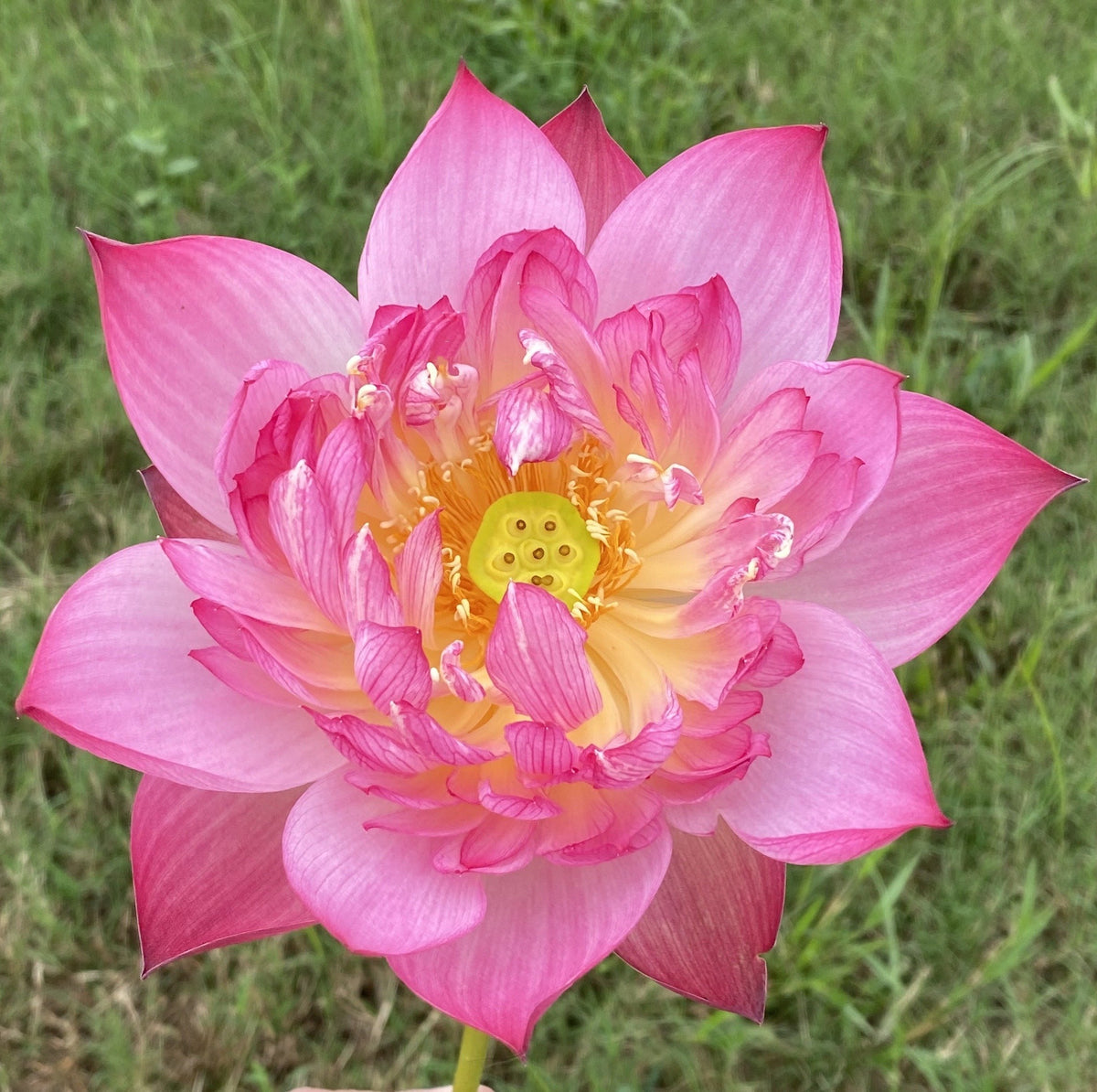 Semi-double Flecked Peach | Beautiful Lotus Flower Collections – Ten ...