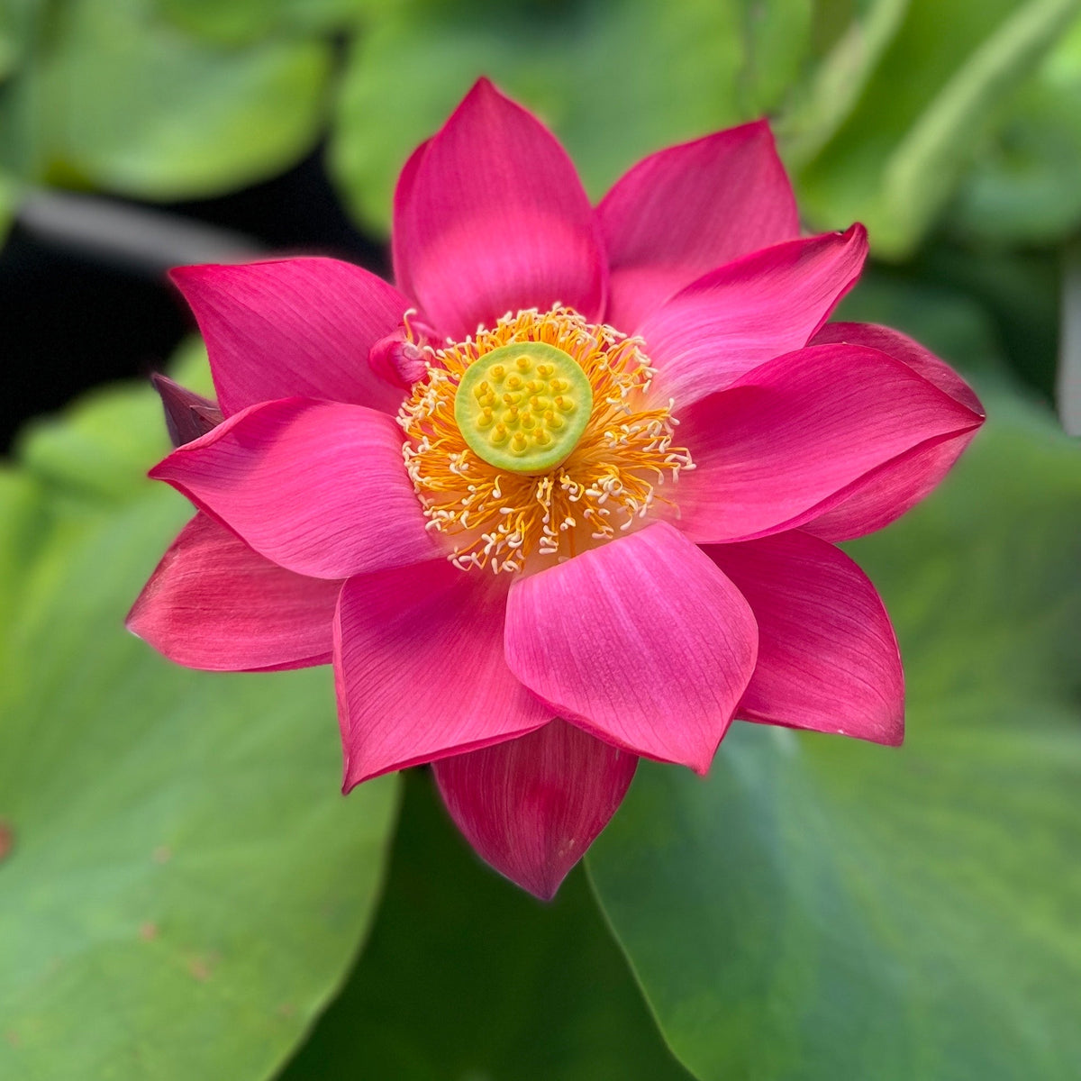 Chinese Red Shanghai | Beautiful Lotus Flower Collections – Ten Mile ...
