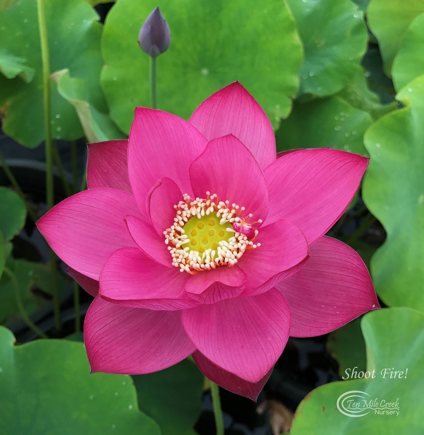 Shoot Fire | Beautiful Lotus Flower Collections – Ten Mile Creek Nursery