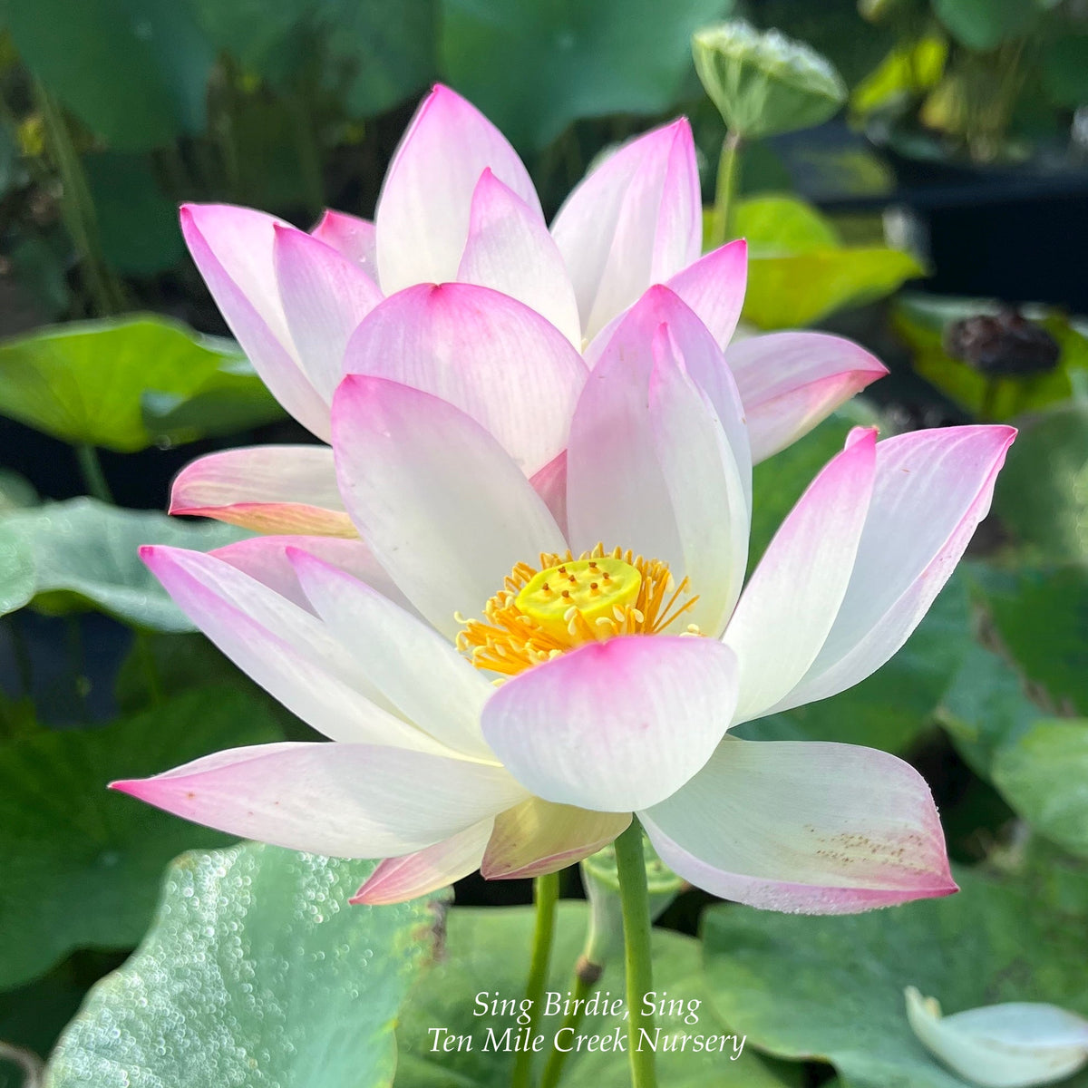 Sing, Birdie, Sing | Beautiful Lotus Flower Collections – Ten Mile ...