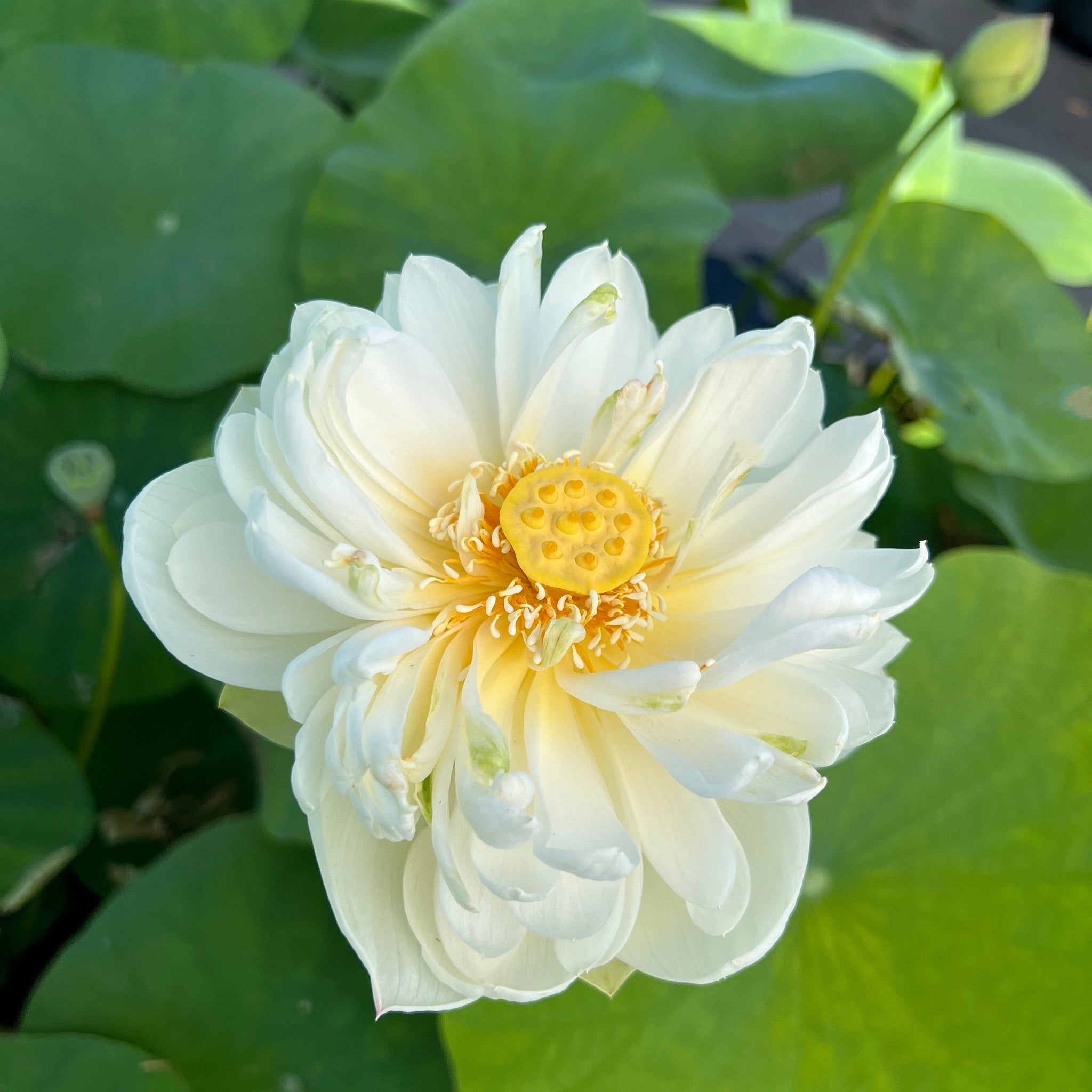 White Lotus Flower Lotus — Twisted Tree Farm