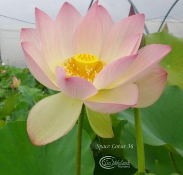 Space Lotus 36 | Beautiful Lotus Flower Collections – Ten Mile Creek ...