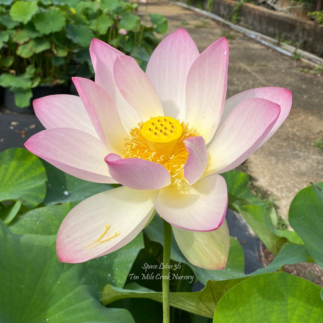 Space Lotus 36 | Beautiful Lotus Flower Collections – Ten Mile Creek ...