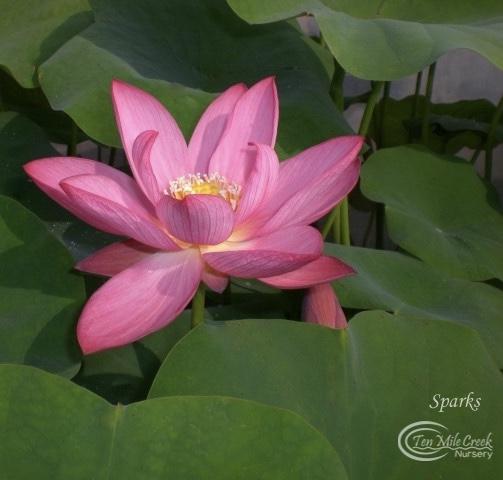 Sparks | Beautiful Lotus Flower Collections – Ten Mile Creek Nursery