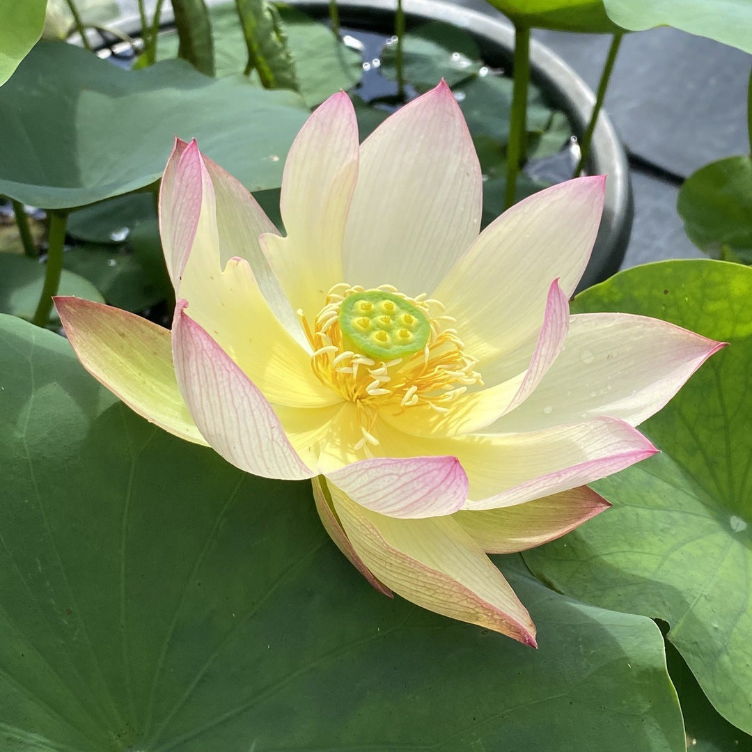 Sunrise Brocade | Beautiful Lotus Flower Collections – Ten Mile Creek ...