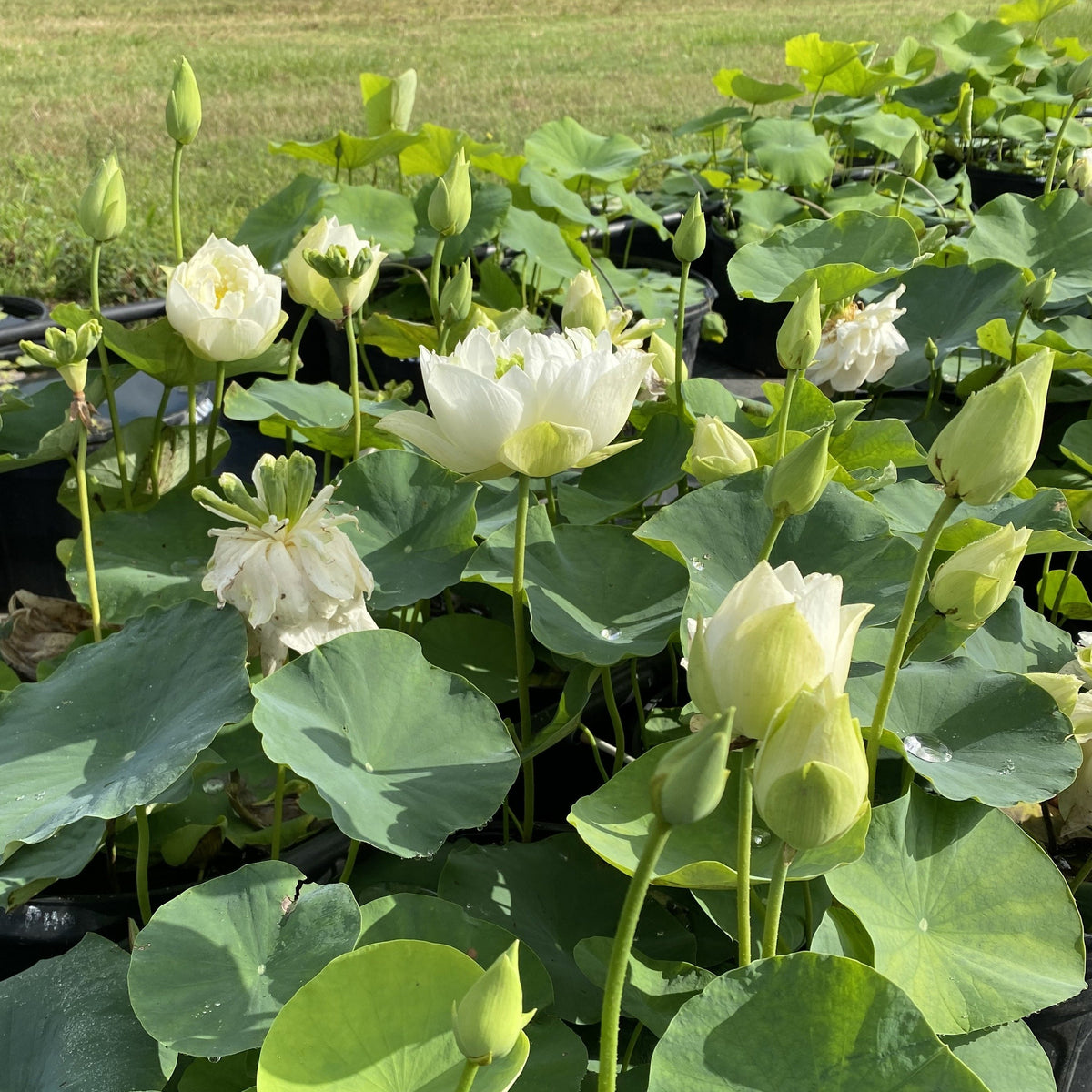White Phoenix - Very Small & Loaded with Flowers – Ten Mile Creek Nursery
